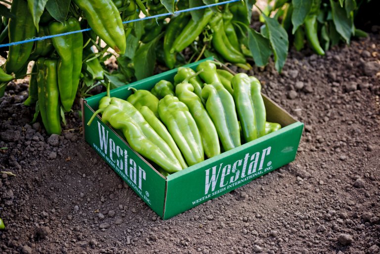Products - Westar Seeds International, Inc.