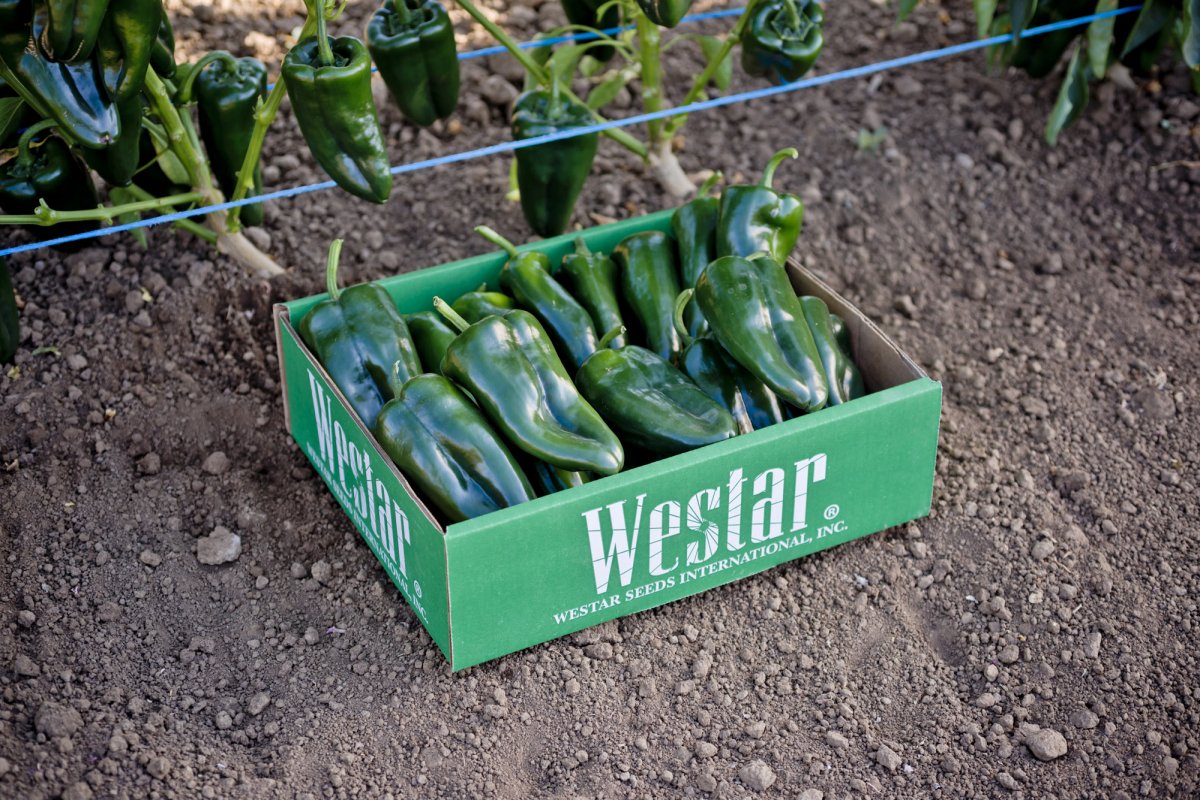 Products - Westar Seeds International, Inc.