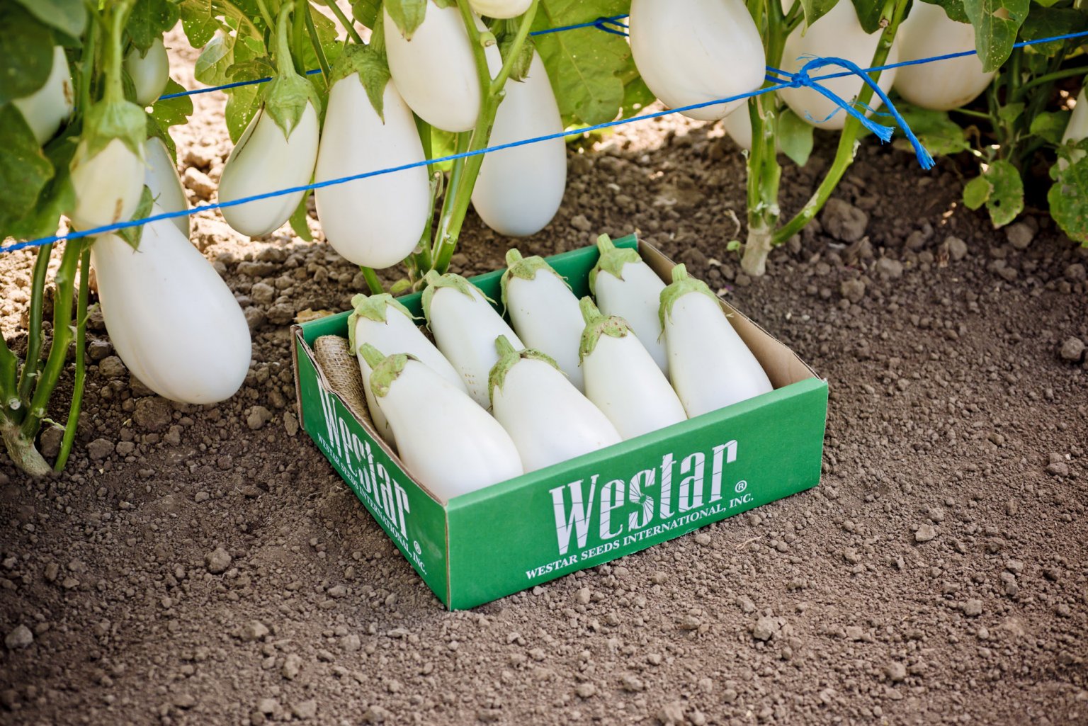 Products - Westar Seeds International, Inc.