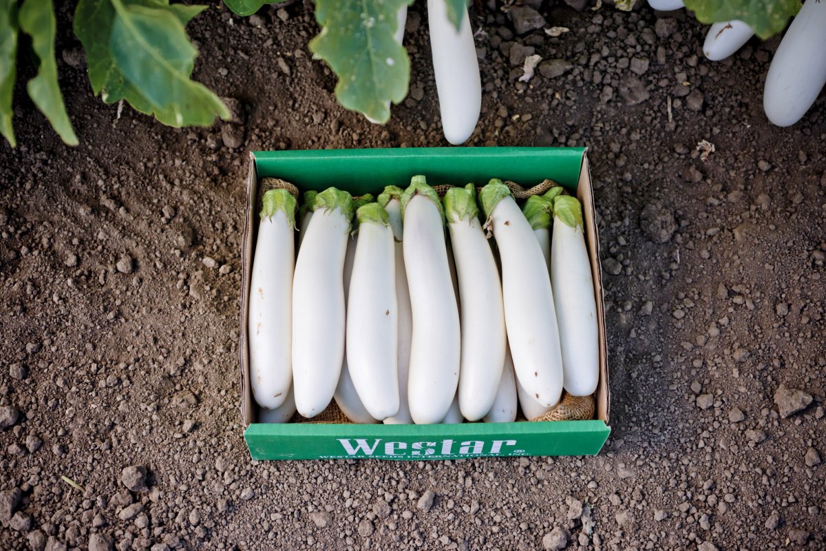 Products - Westar Seeds International, Inc.