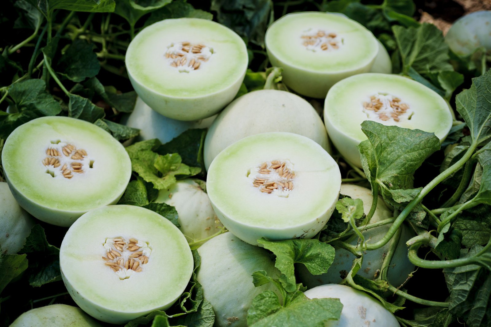 Perla Verde (WS-9248) - Westar Seeds International, Inc.