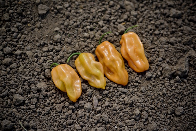 Products - Westar Seeds International, Inc.