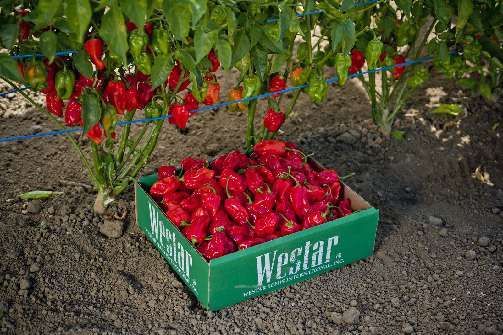 Products - Westar Seeds International, Inc.