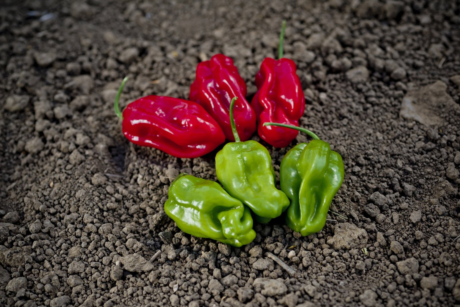 Maximo (WS-4497) - Westar Seeds International, Inc.
