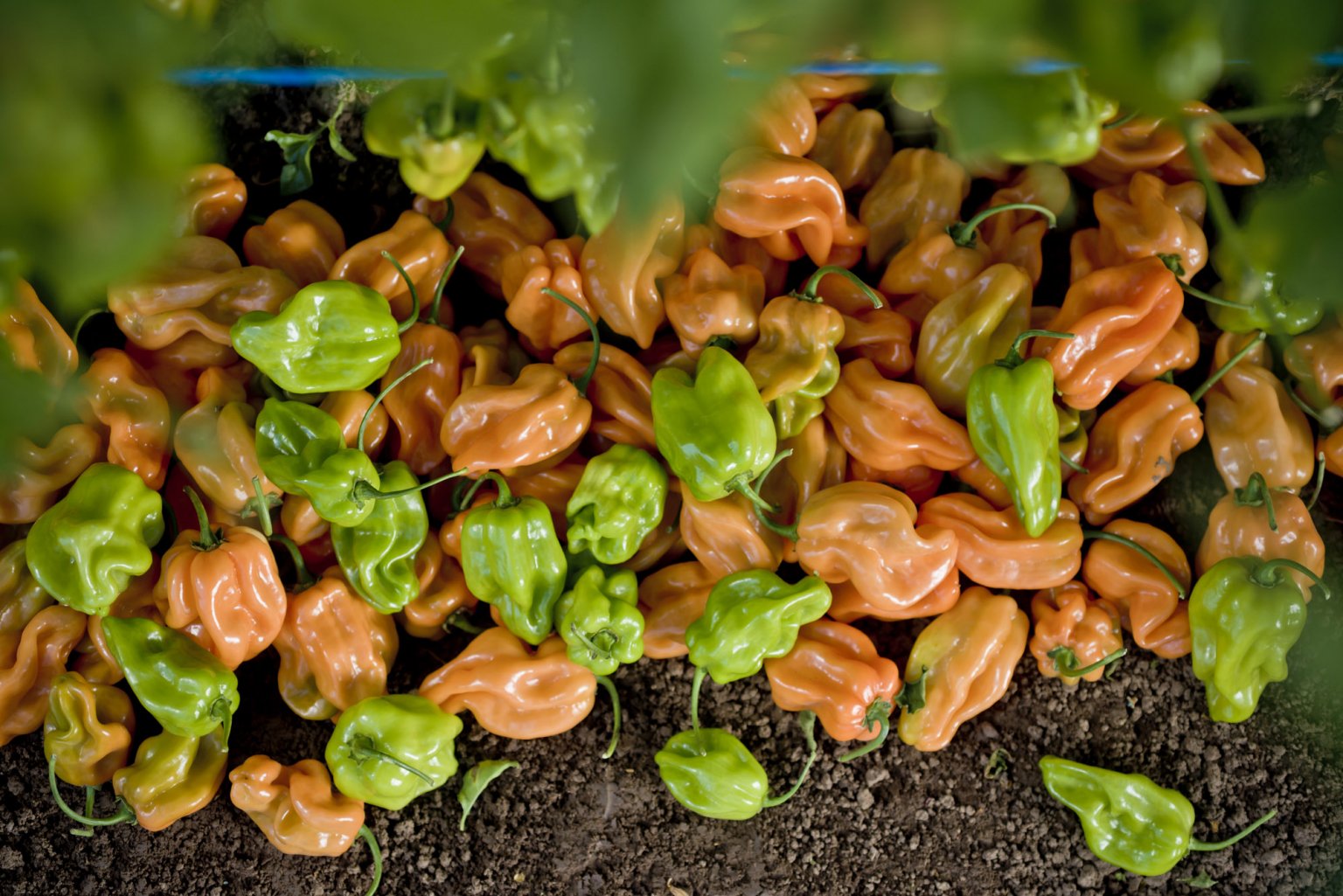 Prime (WS-4492) - Westar Seeds International, Inc.