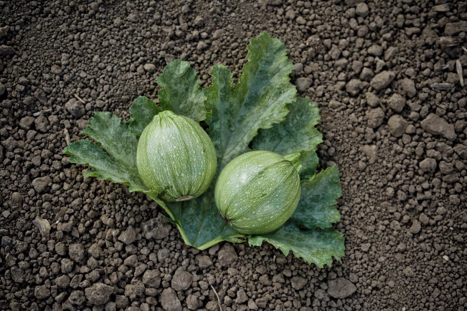 Products - Westar Seeds International, Inc.