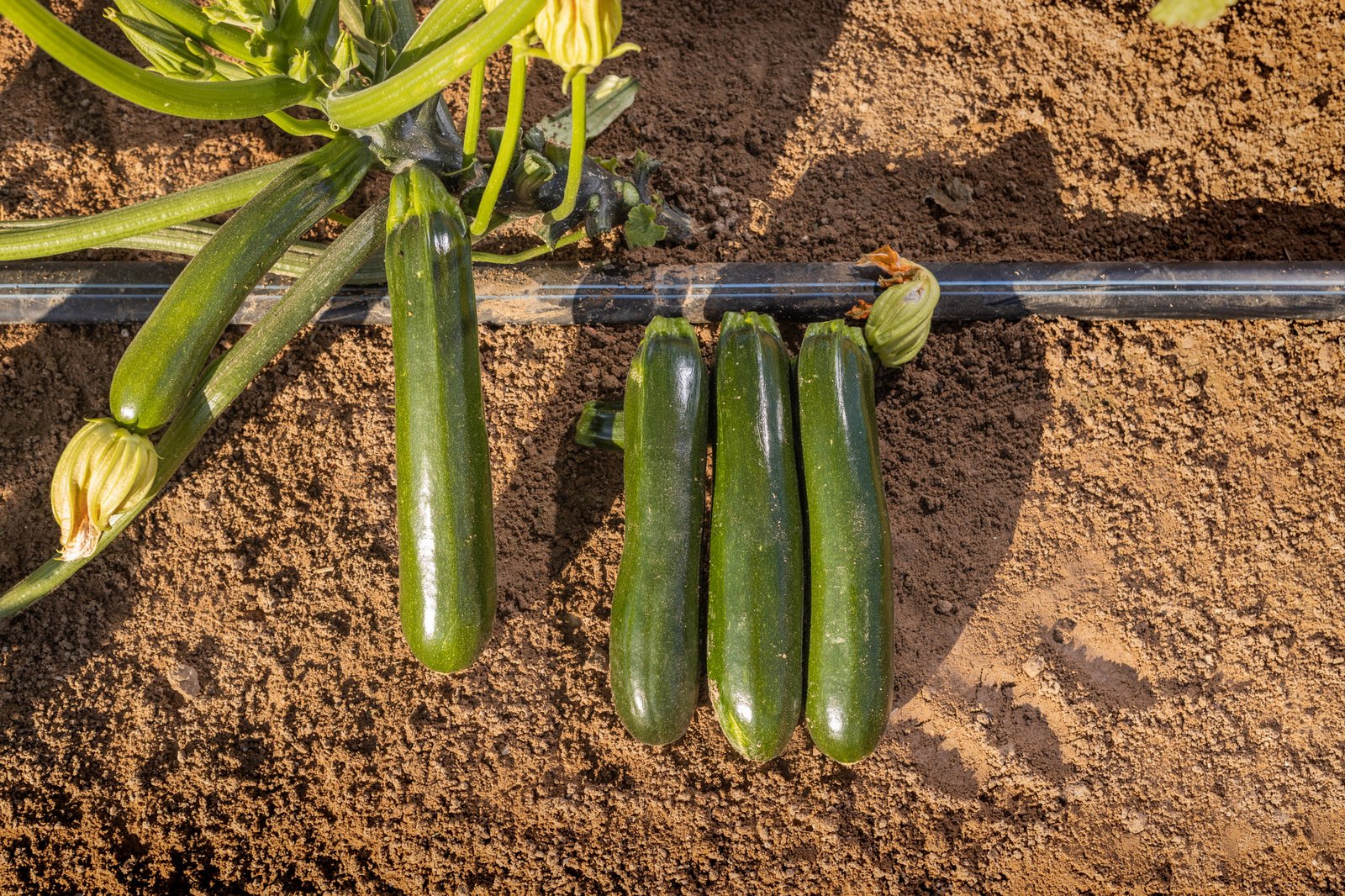 Products - Westar Seeds International, Inc.