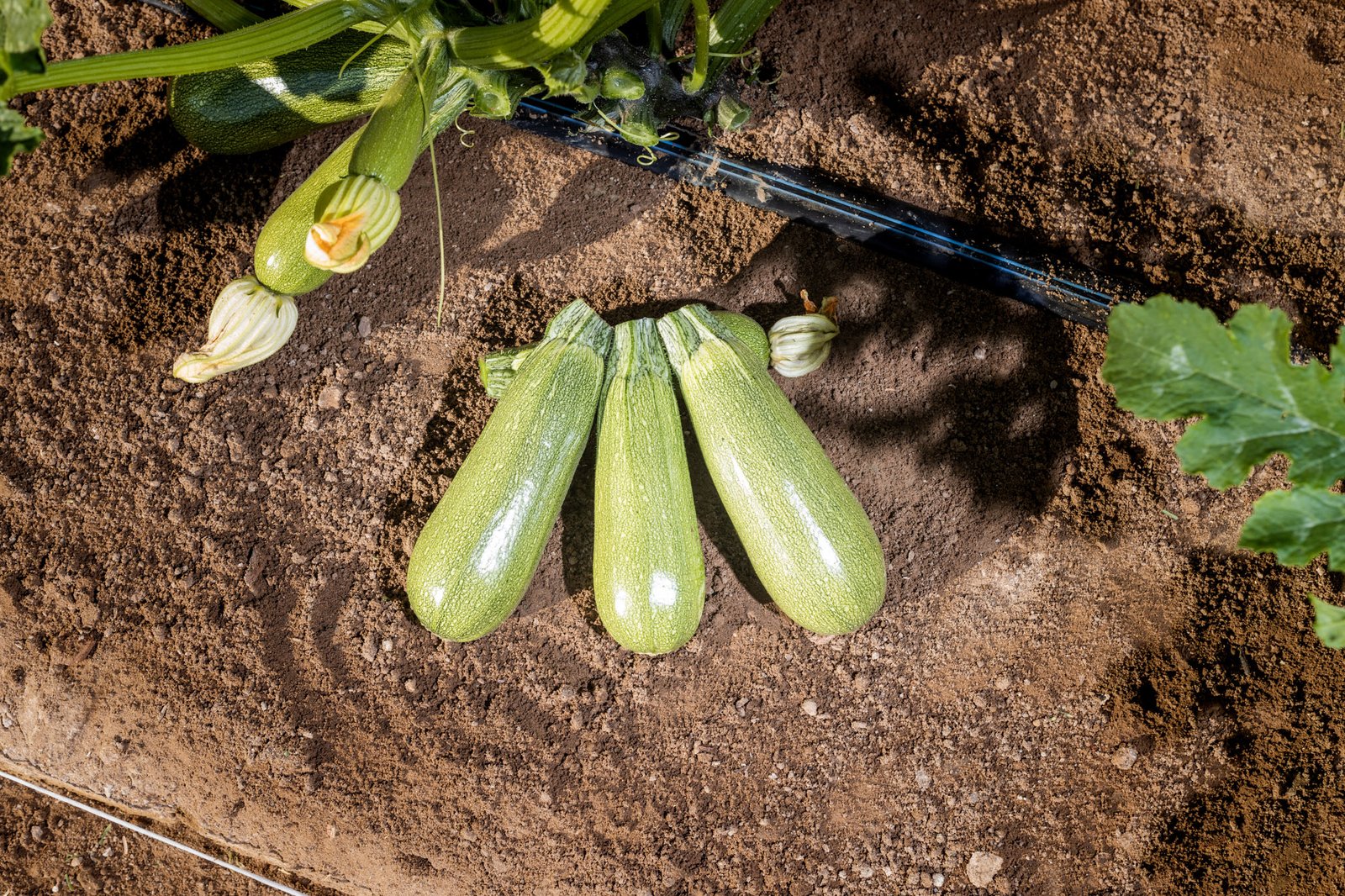 Products - Westar Seeds International, Inc.
