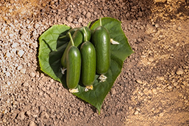Products - Westar Seeds International, Inc.