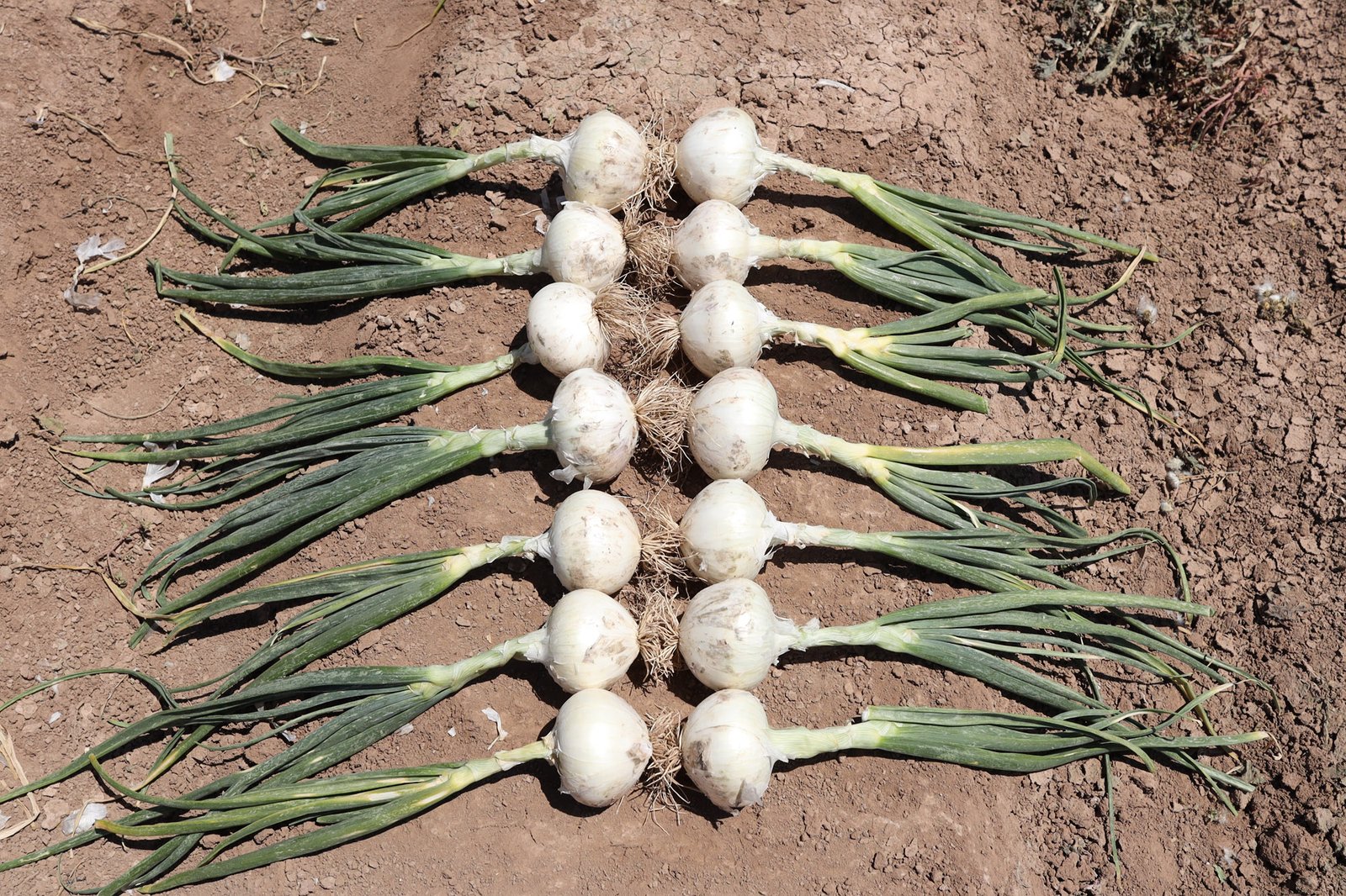 Products - Westar Seeds International, Inc.