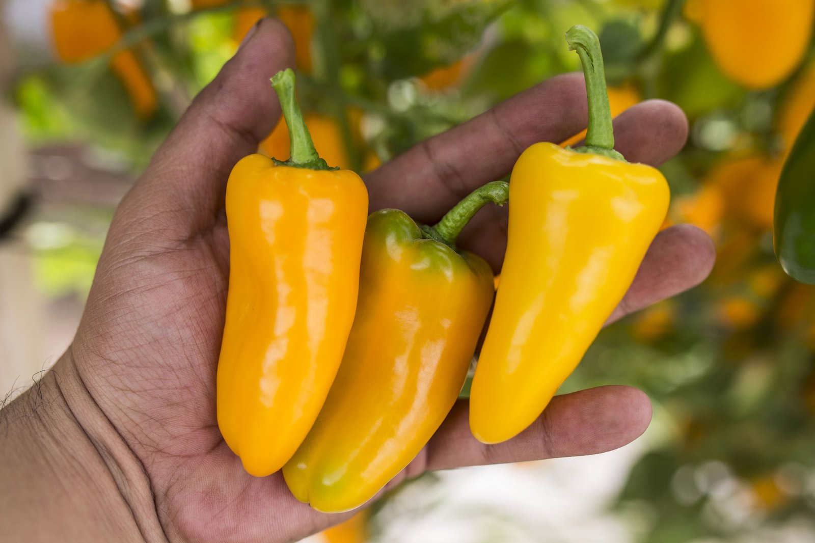 Products - Westar Seeds International, Inc.