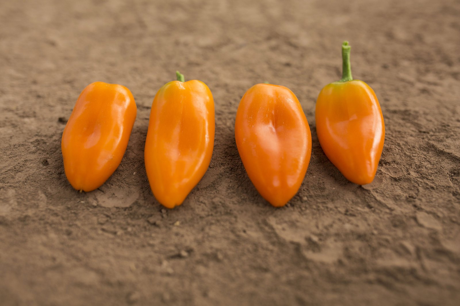 Products - Westar Seeds International, Inc.