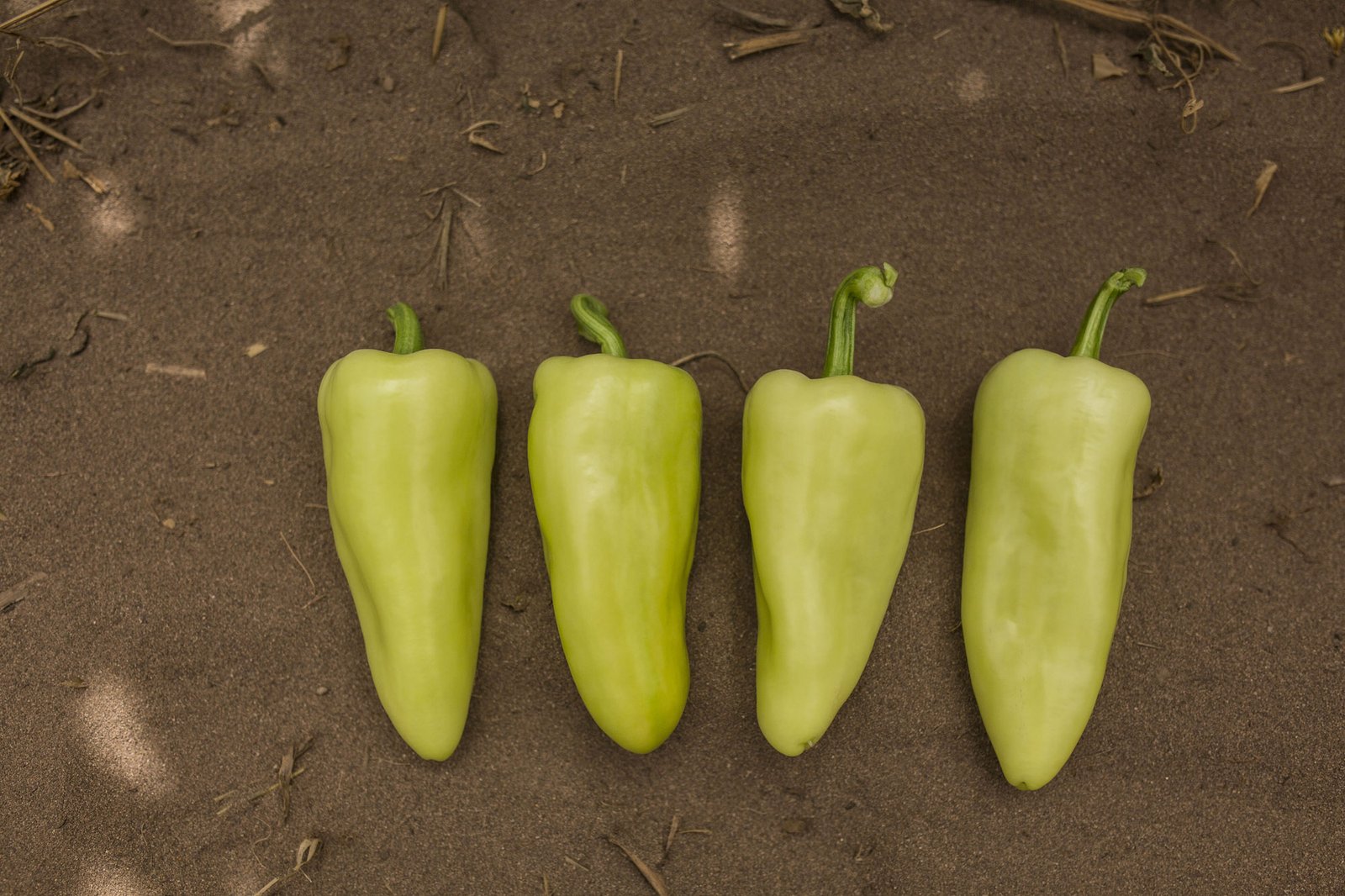 Emilio WS 4890 Westar Seeds International Inc Emilio WS 4890 Westar Seeds International Inc