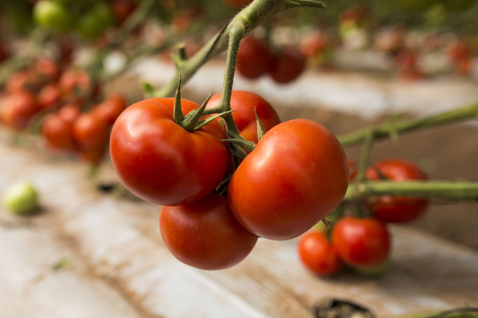 Products - Westar Seeds International, Inc.
