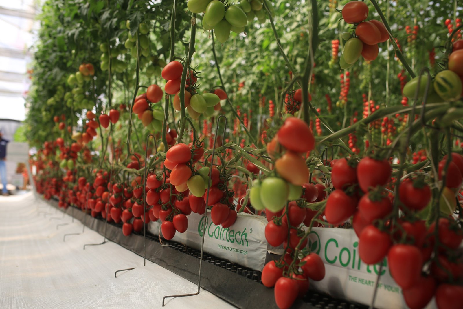Products - Westar Seeds International, Inc.