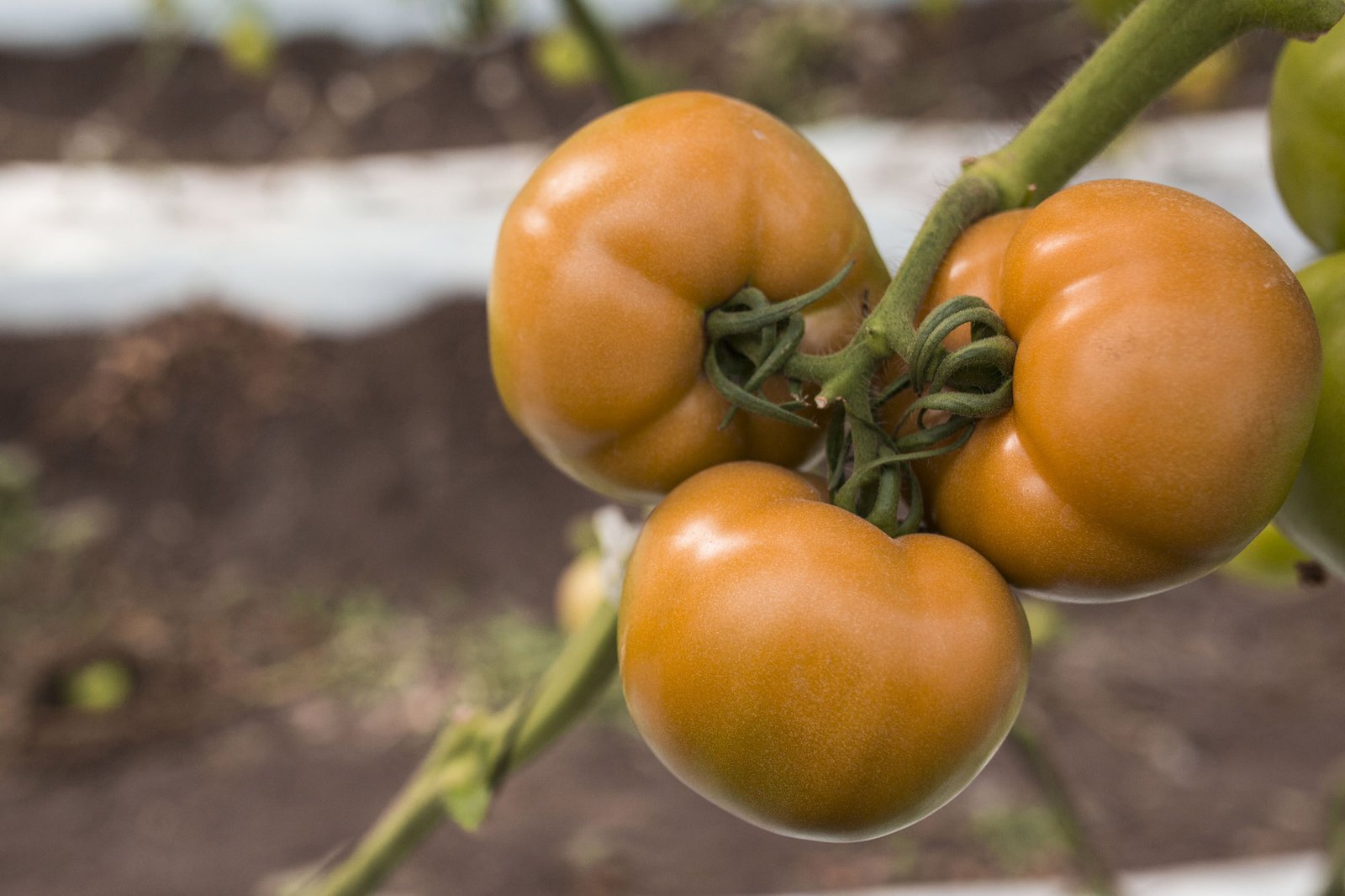 Products - Westar Seeds International, Inc.