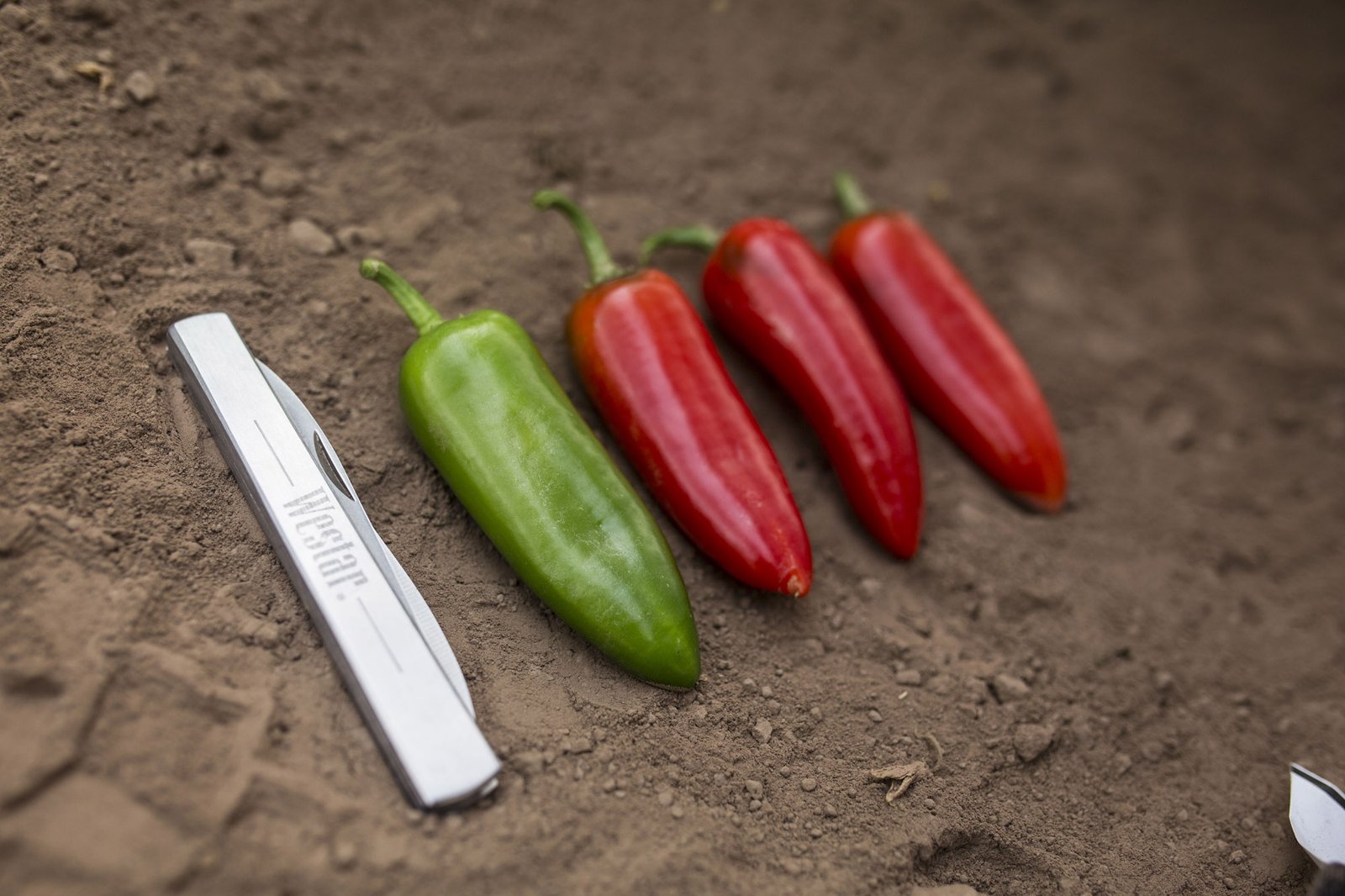 WS-5301 - Westar Seeds International, Inc.