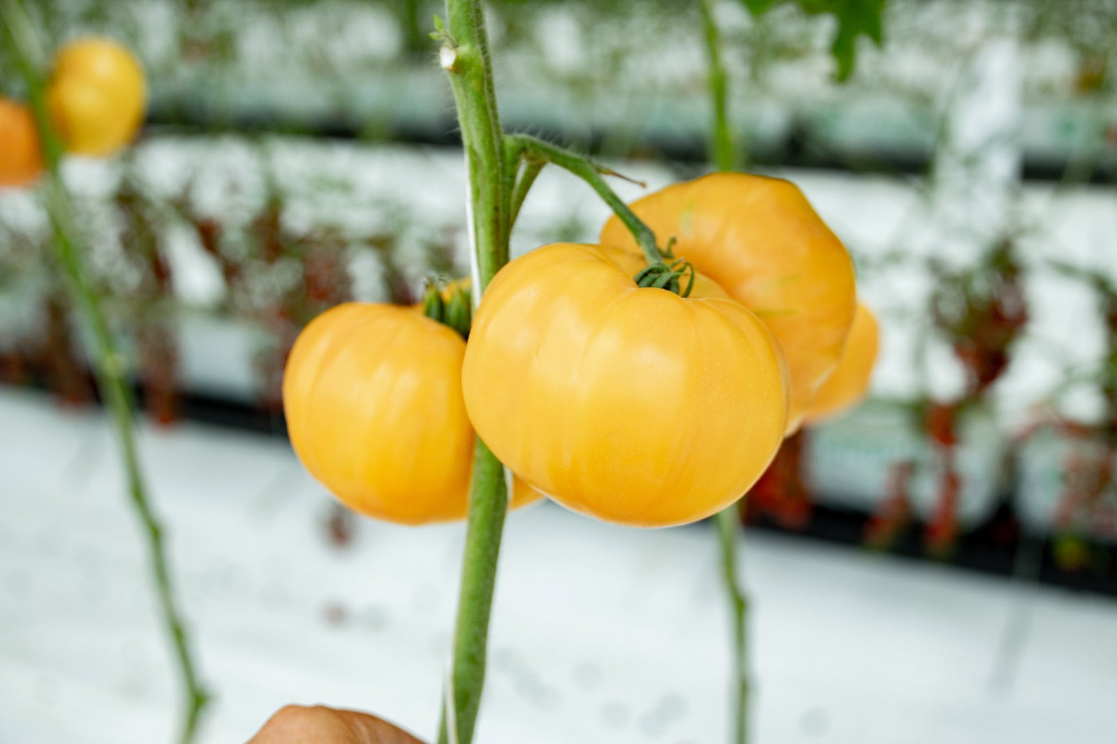 Products - Westar Seeds International, Inc.
