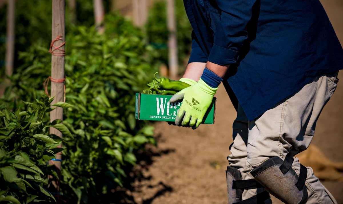Videos - Westar Seeds International, Inc.